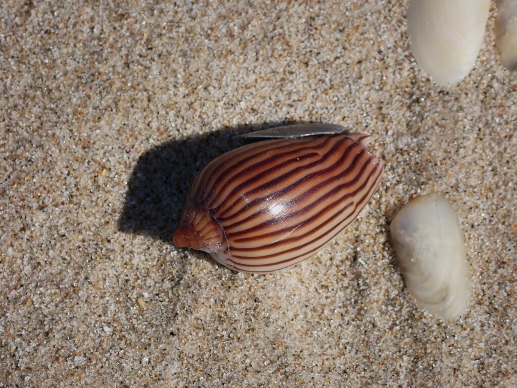 Zebra Volute from Iluka NSW 2466, Australia on July 29, 2024 at 11:36 ...