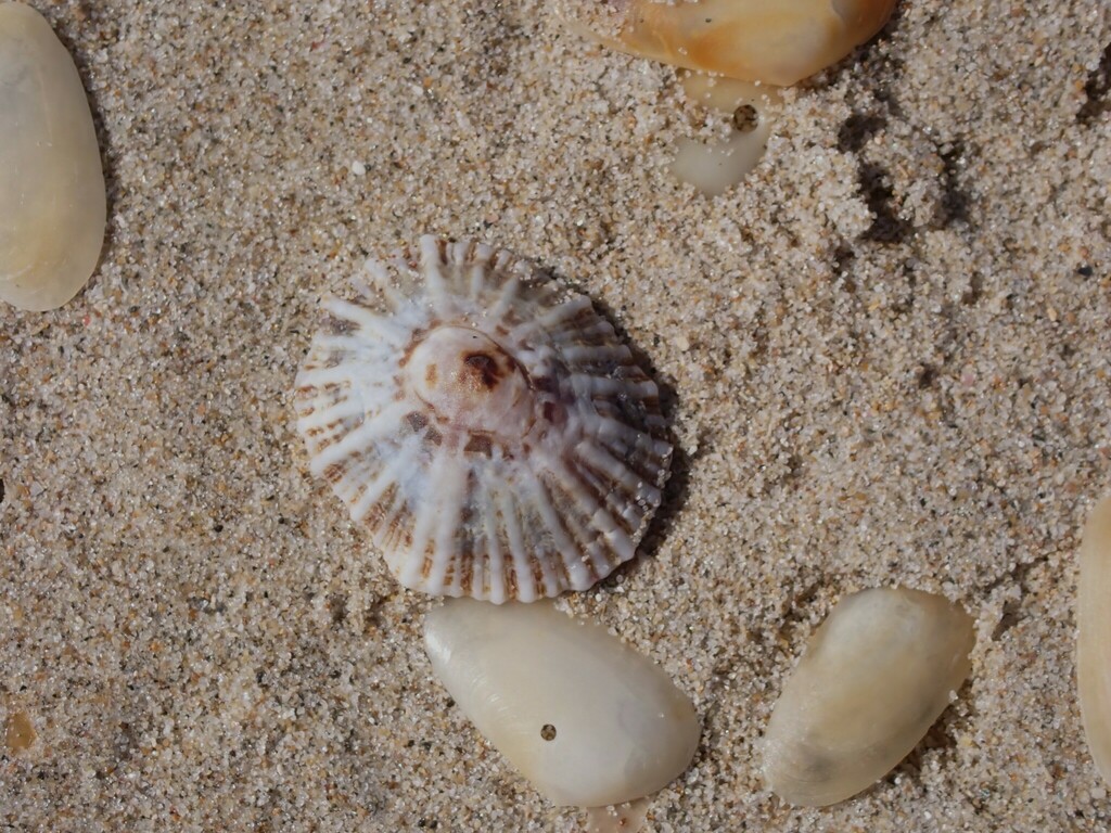 Denticulated Siphon Shell from Iluka NSW 2466, Australia on July 29 ...