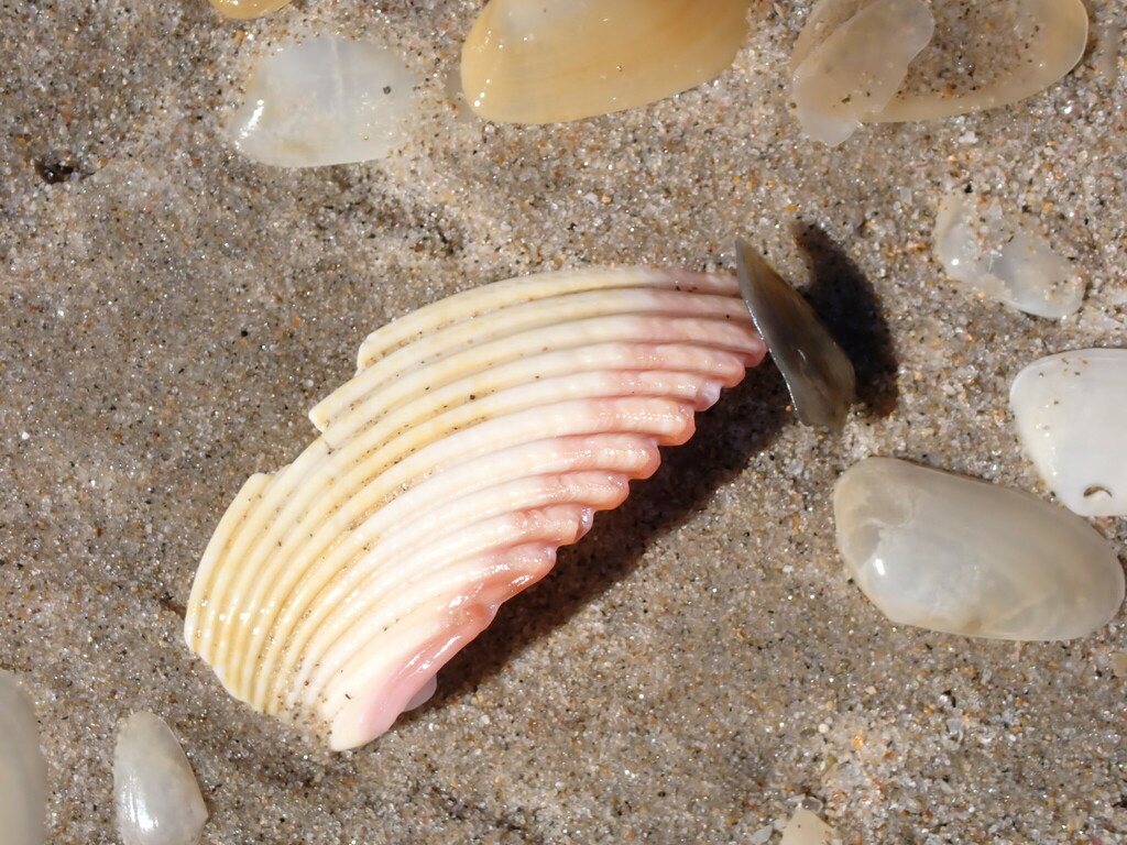 Many-spined Heart Cockle from Iluka NSW 2466, Australia on July 29 ...