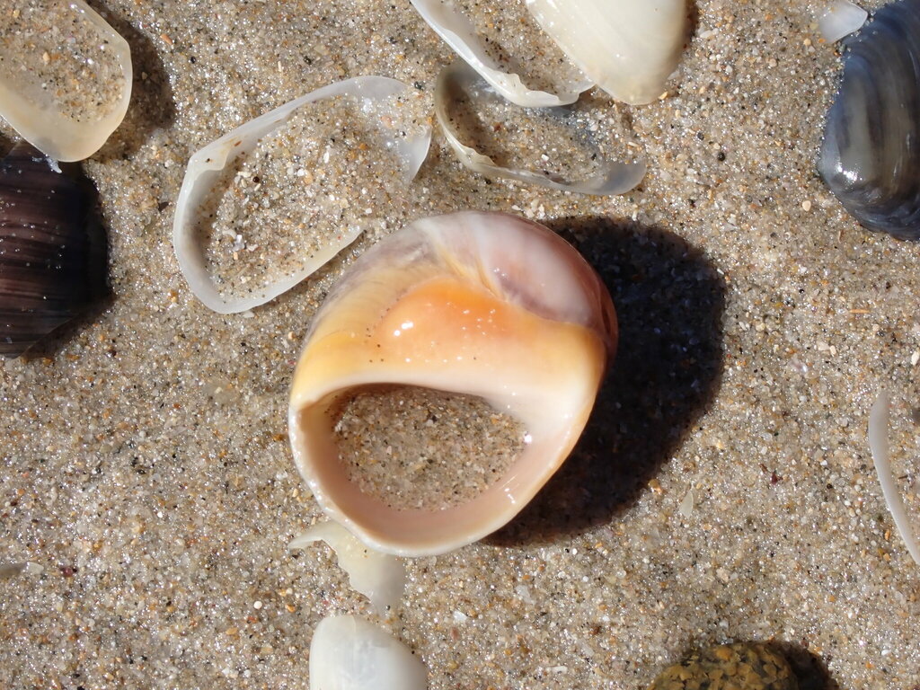 Conuber melastoma from Iluka NSW 2466, Australia on July 29, 2024 at 11 ...