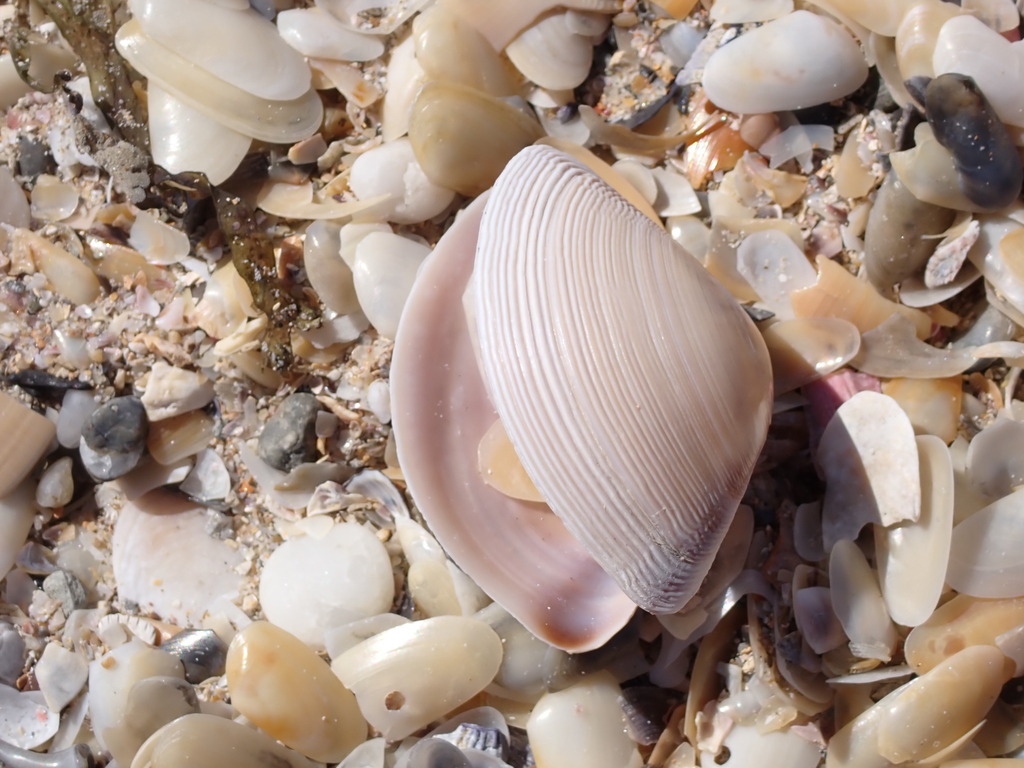 Reddish Trough Shell from Iluka NSW 2466, Australia on July 29, 2024 at ...