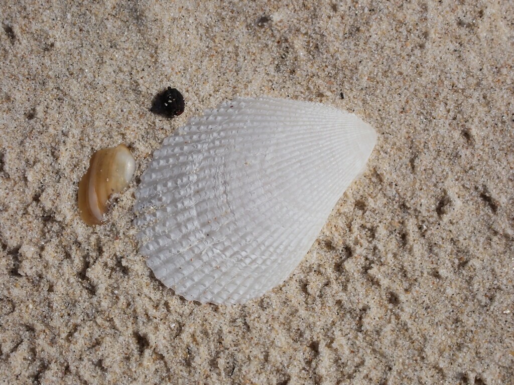 Lima nimbifer from Iluka NSW 2466, Australia on July 29, 2024 at 12:09 PM by Adrian Gale ...