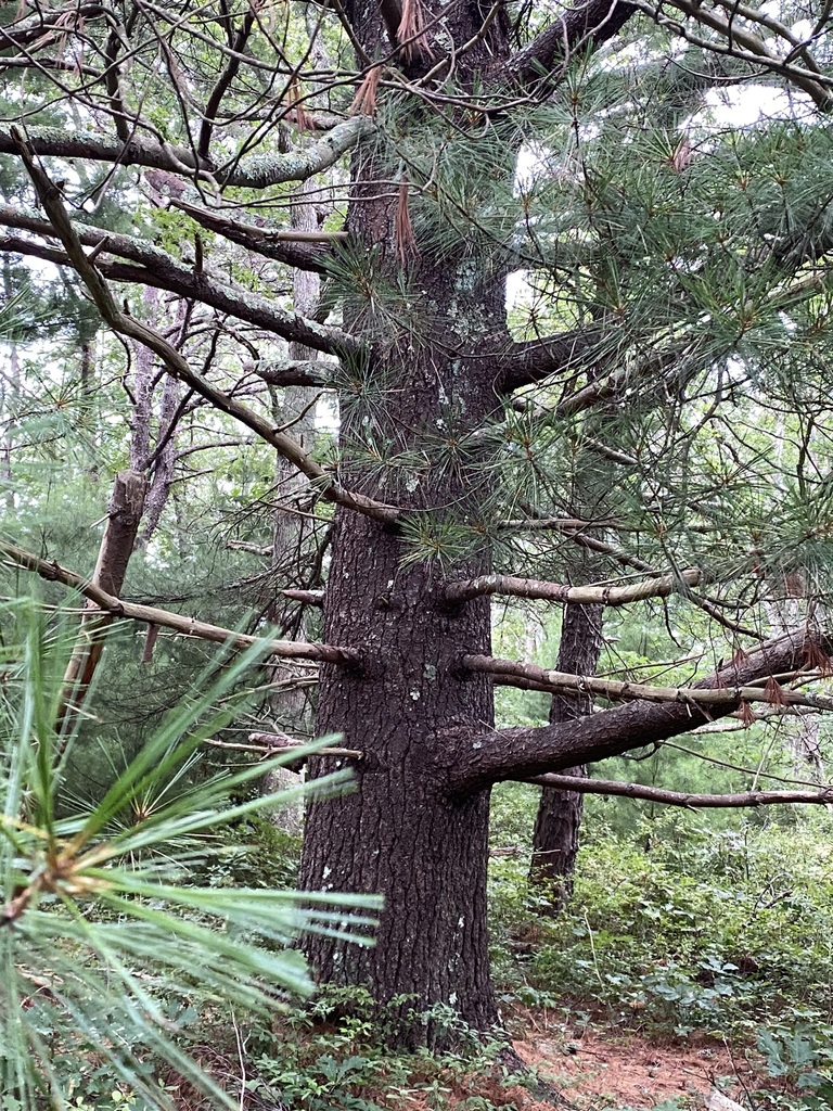 eastern white pine from Sandwich, MA, USA on July 24, 2024 at 08:50 AM ...