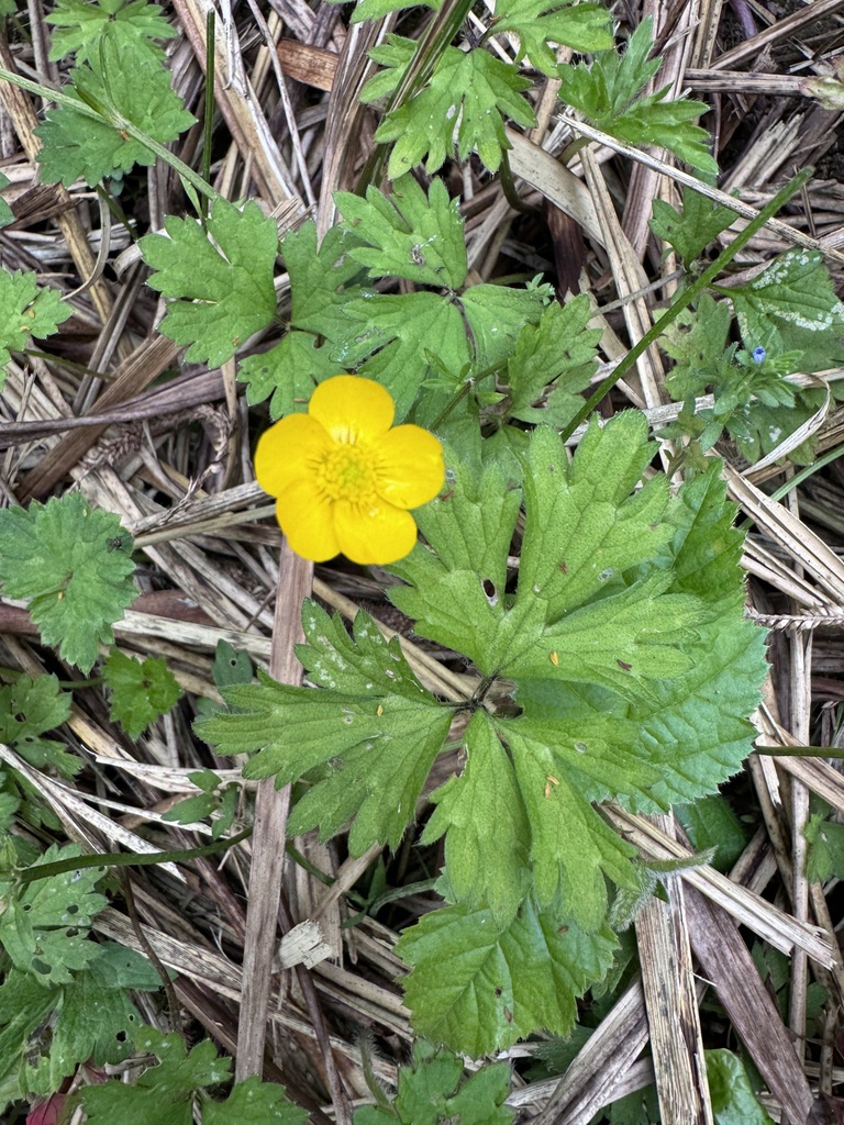 Creeping buttercup from Jubilee Road, Mitcheldean, England, GB on July ...