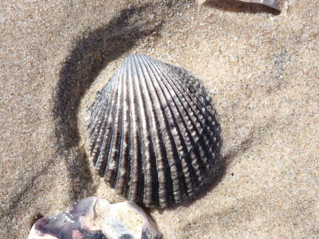 Reeve's cockle from Iluka NSW 2466, Australia on July 29, 2024 at 12:37 ...