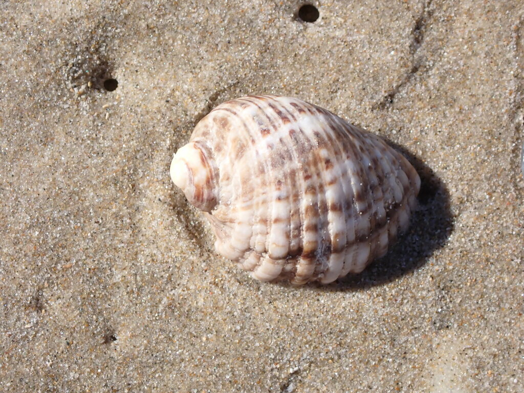 Cart-Rut Shell from Iluka NSW 2466, Australia on July 29, 2024 at 12:38 ...