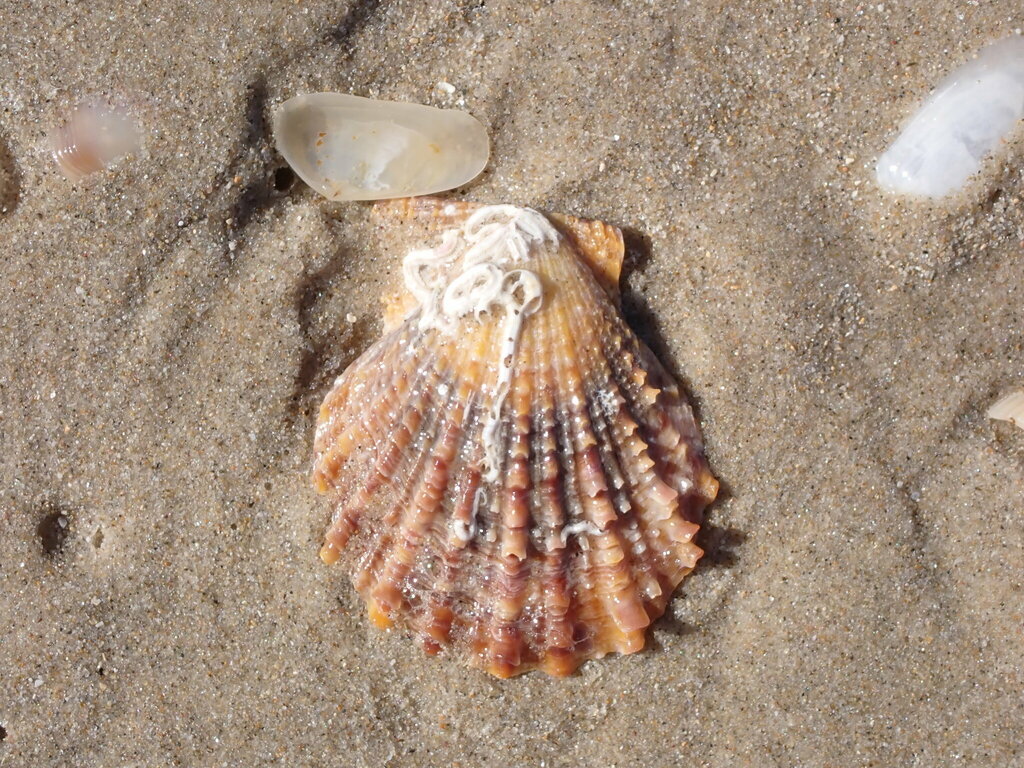 Livid Fan Scallop from Iluka NSW 2466, Australia on July 29, 2024 at 12 ...