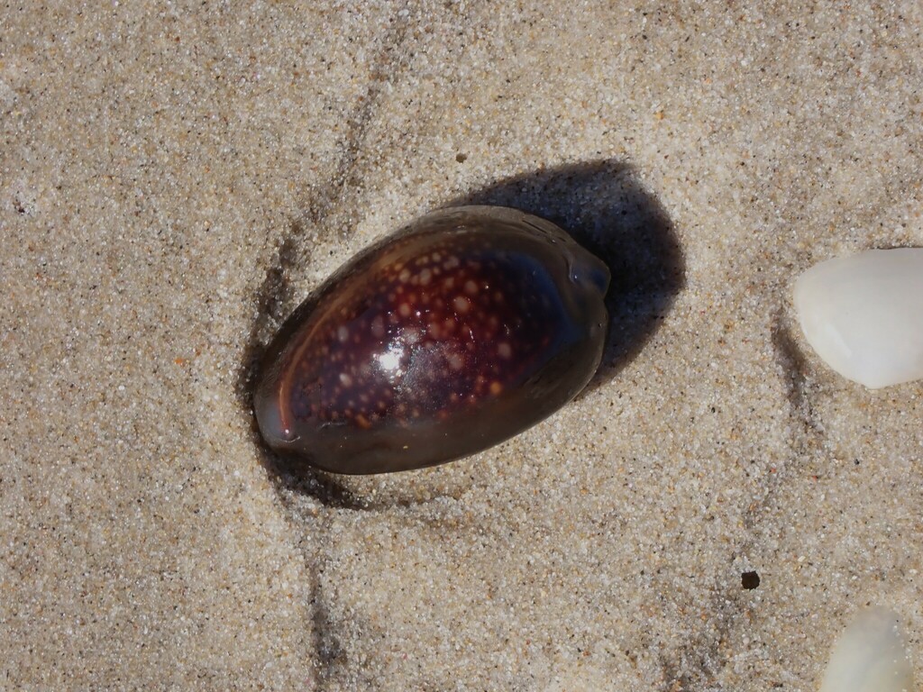 Snakehead Cowrie from Iluka NSW 2466, Australia on July 29, 2024 at 12: ...