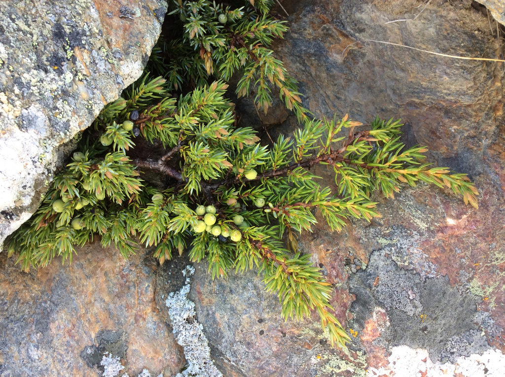 common juniper (Plants and Animals of Sylvan Lake State Park) · iNaturalist