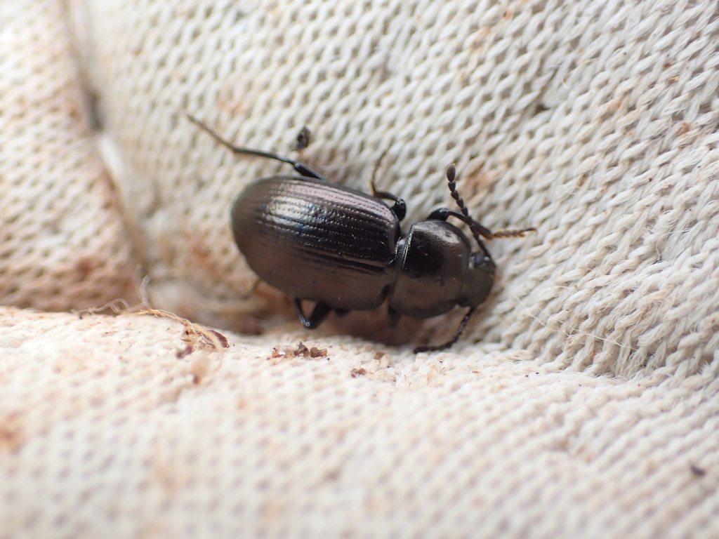 Adelium in August 2024 by Josh Martin · iNaturalist
