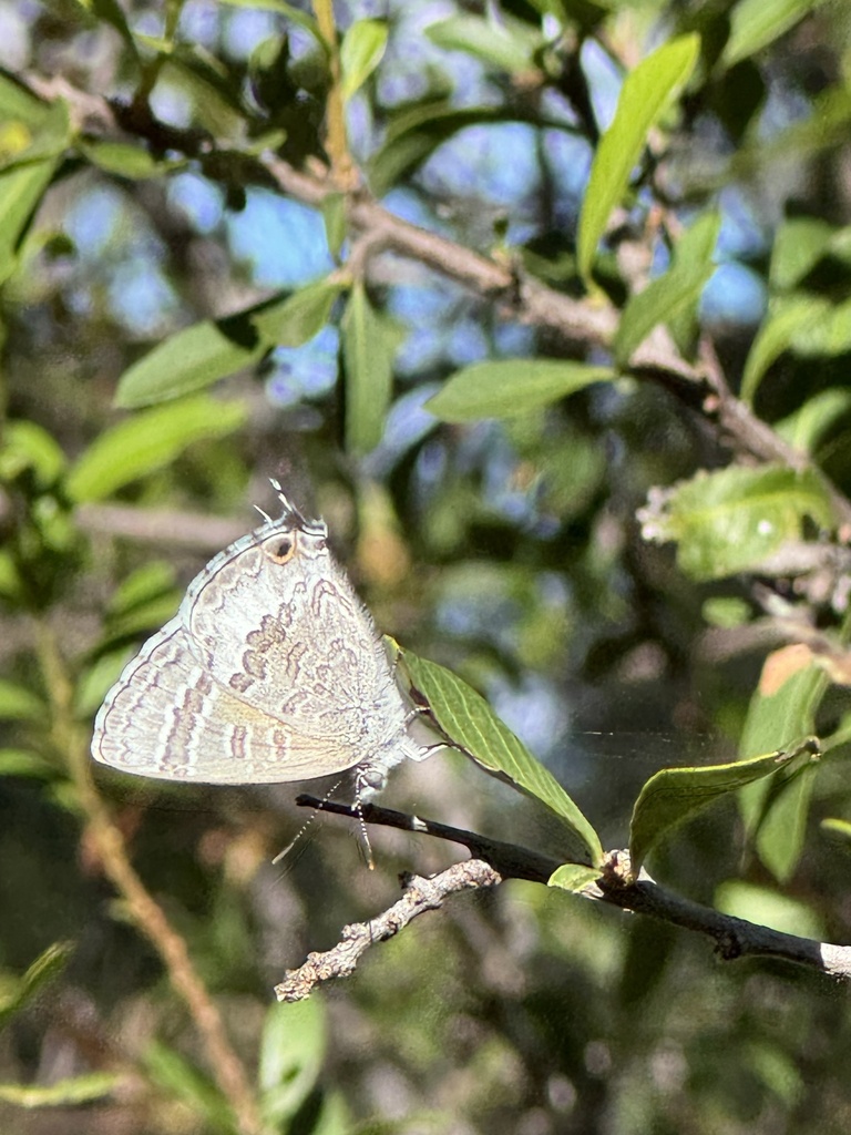 Wattle Blue in June 2024 by brandon_hewitt · iNaturalist