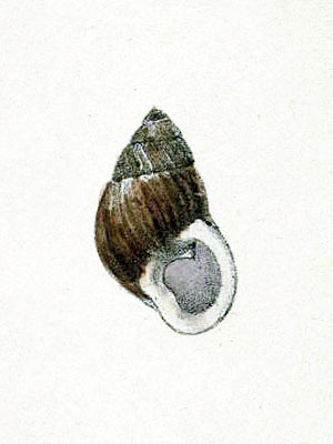 Tahiti Streaked Partula (Partula diminuta) · iNaturalist United Kingdom