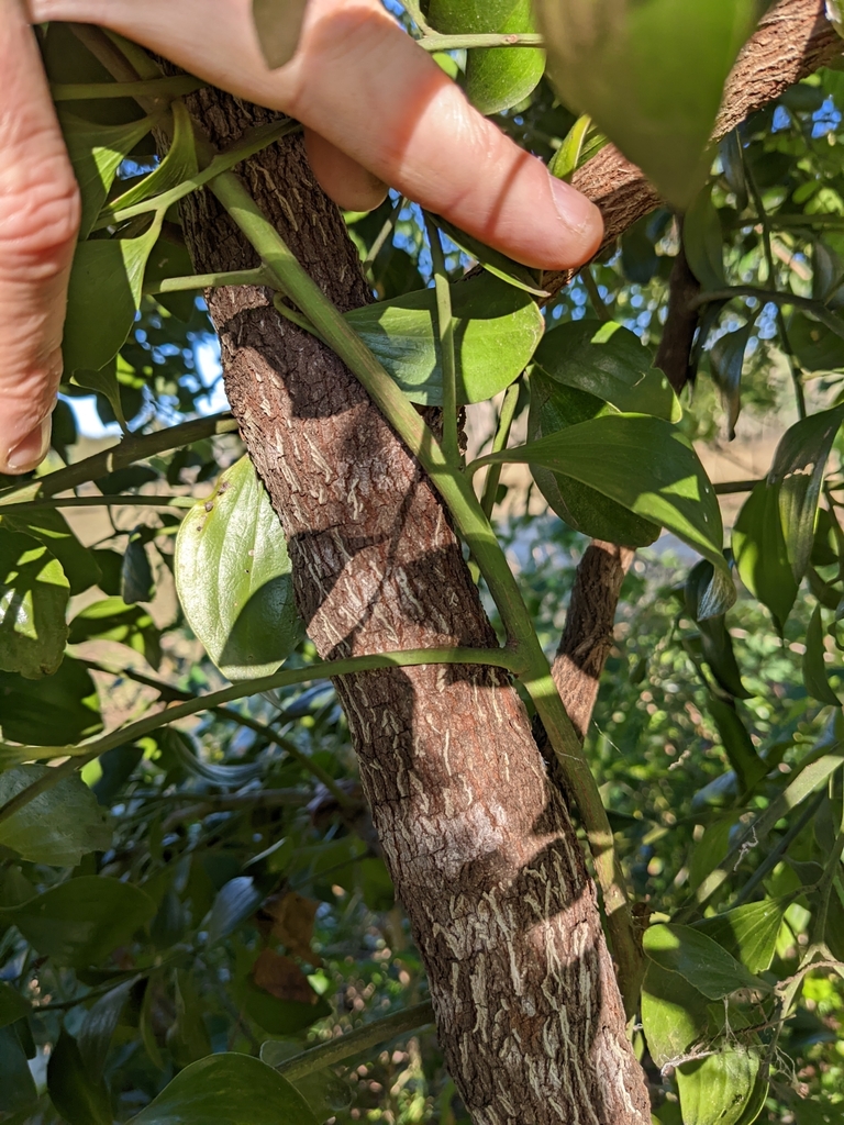Broad Leaved Native Cherry from Foreshores QLD 4678, Australia on July ...