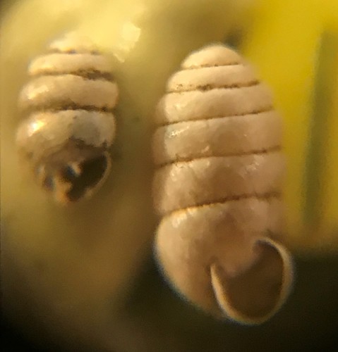 Mellow Column (Snails of Ontario) · iNaturalist