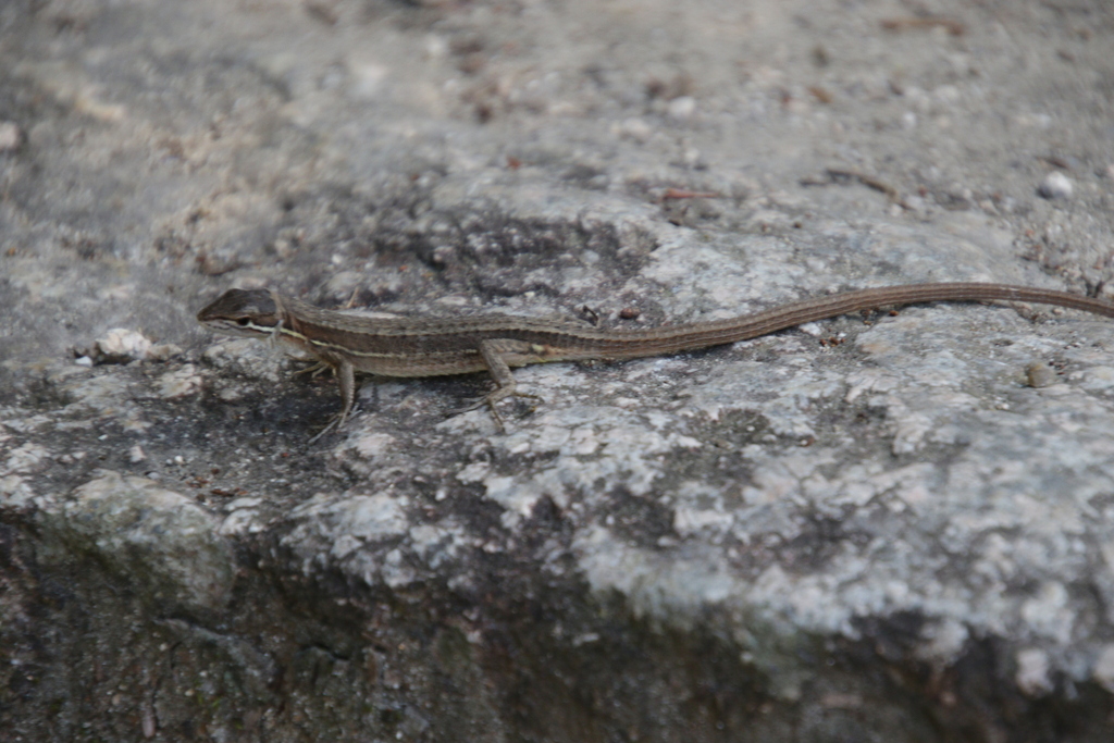 Japanese Grass Lizard from Itsukushima, Miyajimacho, Hatsukaichi ...