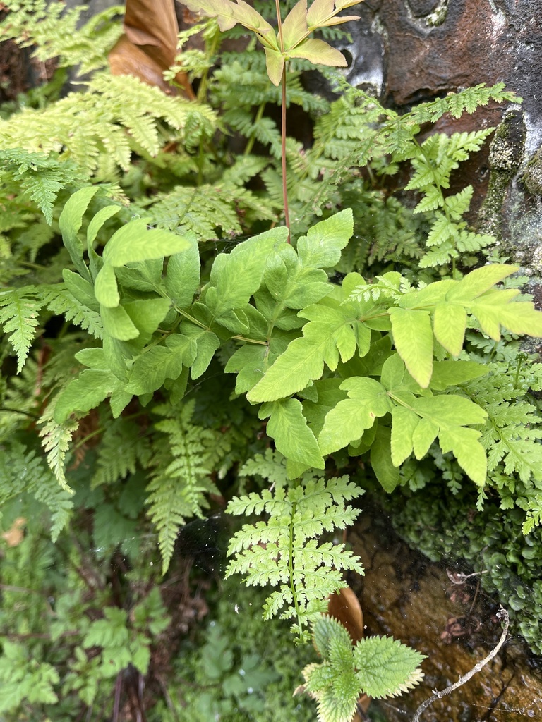European royal fern from Saint James Mount and Gardens, Liverpool ...