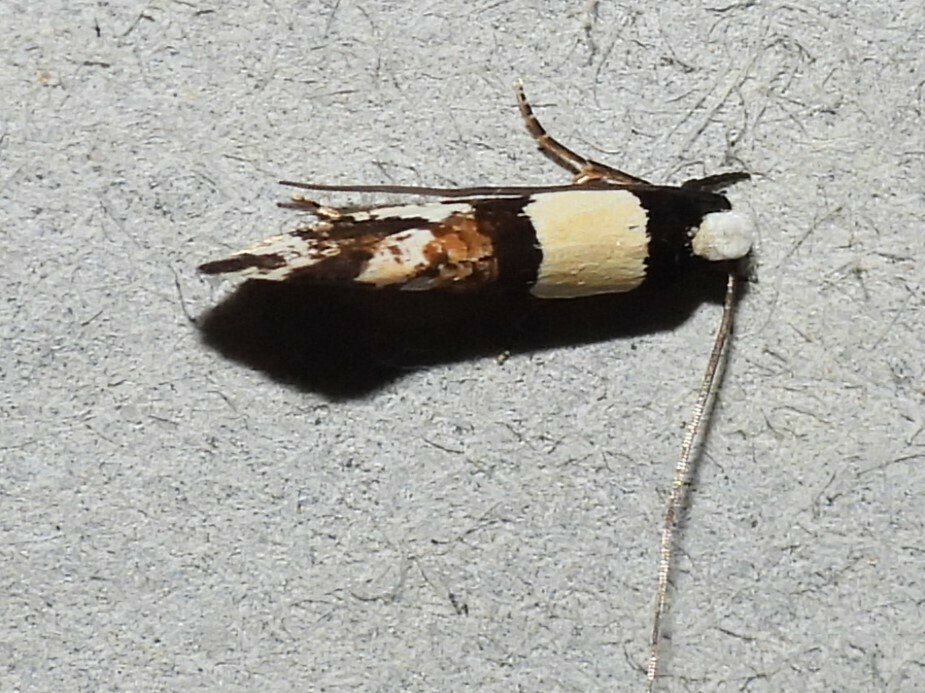 Wool Moth from Coomba Park NSW 2428, Australia on August 2, 2024 at 07: ...