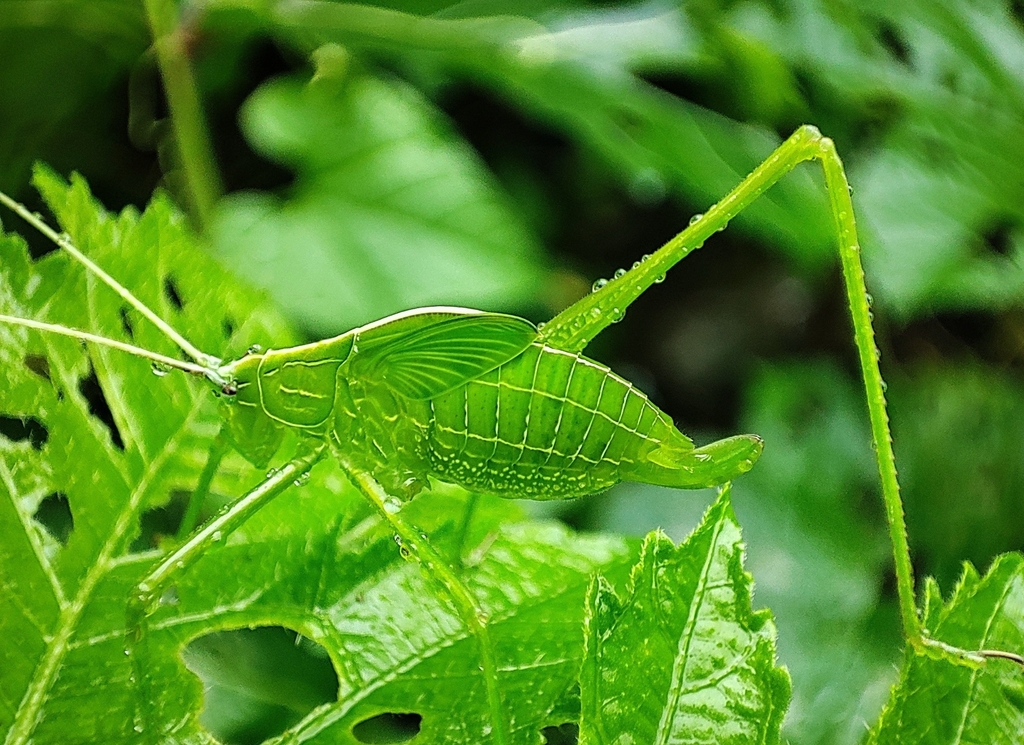Leaf Katydids from 23, Reliance Corporate Park, MIDC Industrial Area ...
