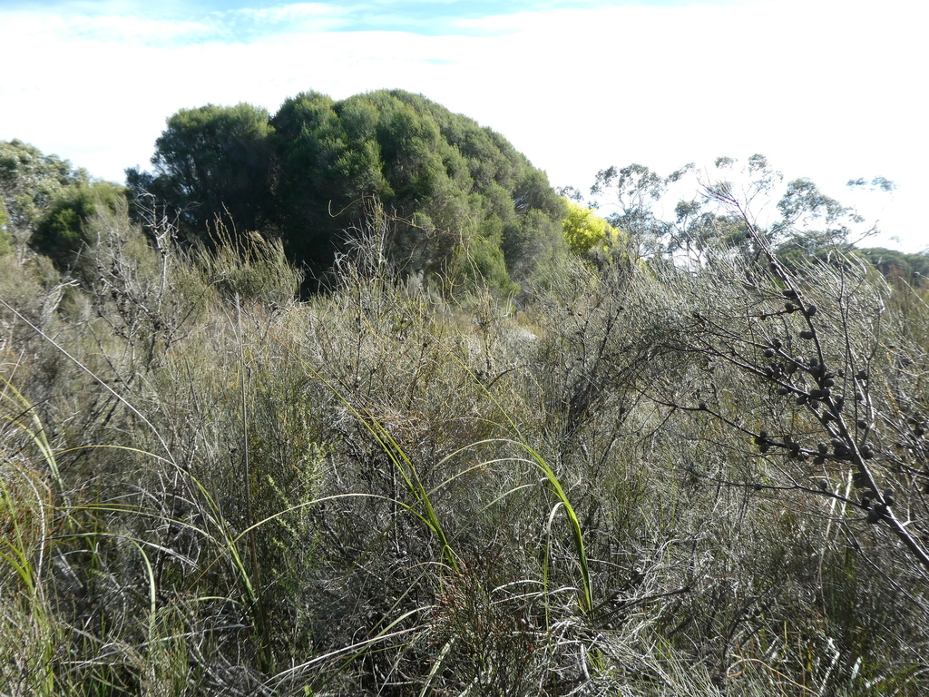 Scrub Sheoak from Tyabb VIC 3913, Australia on August 2, 2024 at 01:20 ...