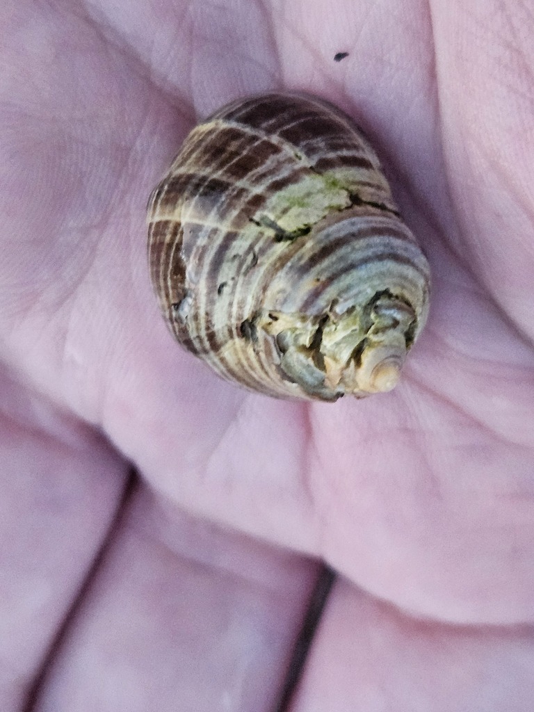 Common Periwinkle in August 2024 by loustinaforest · iNaturalist