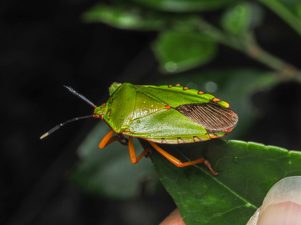 Mattiphus minutus from 中国浙江省杭州市临安区 on July 25, 2024 at 11:30 AM by 吕天朗 ...