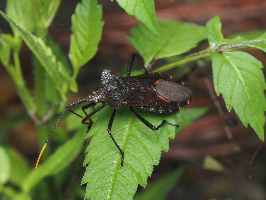 Ochrochira stenopoda from 中国浙江省杭州市临安区 on July 25, 2024 at 11:54 PM by ...