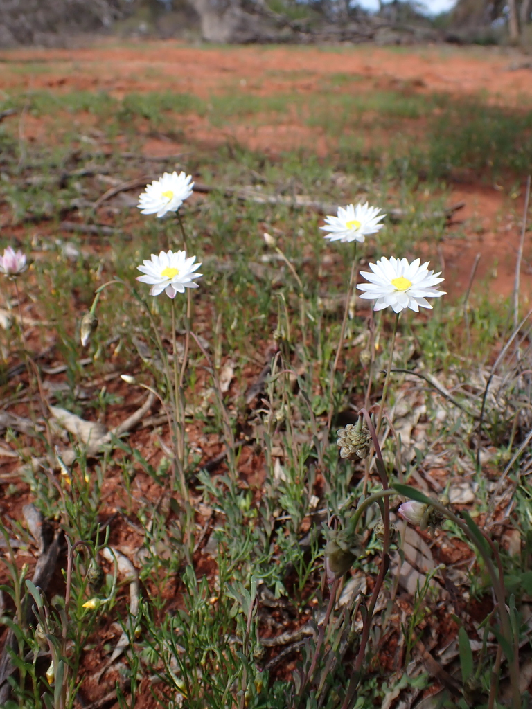 rosy sunray from Perenjori, Western Australia, Australia on August 2 ...