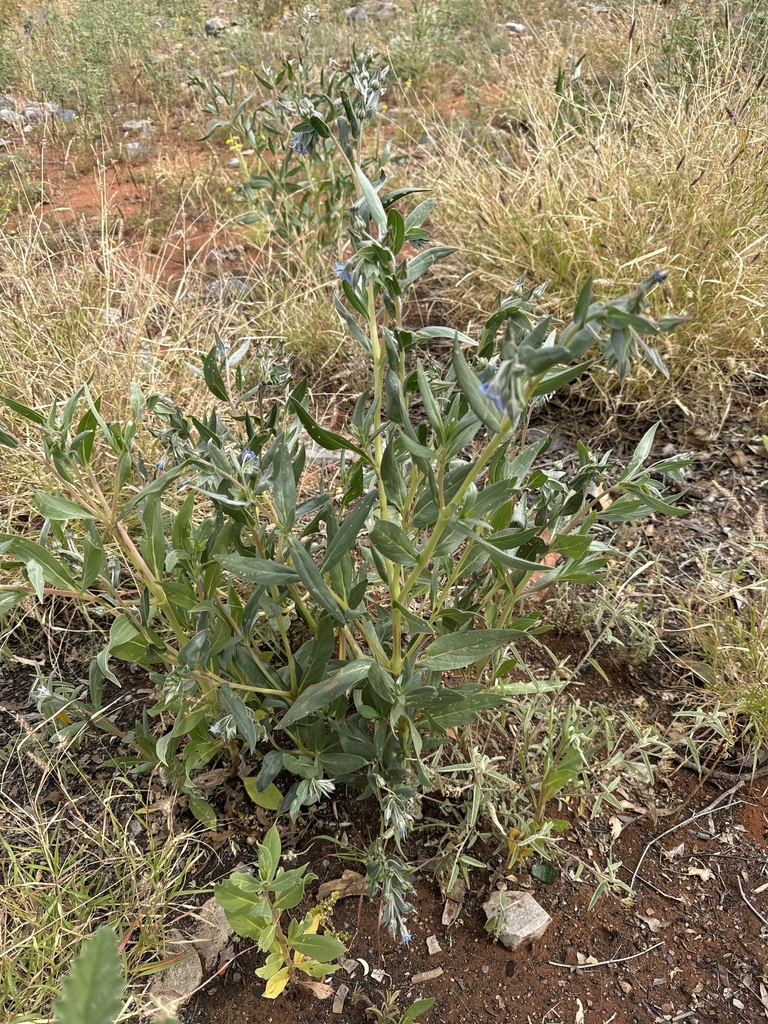 camel bush from Tanami, AU-NT, AU on August 2, 2024 at 01:25 PM by ...