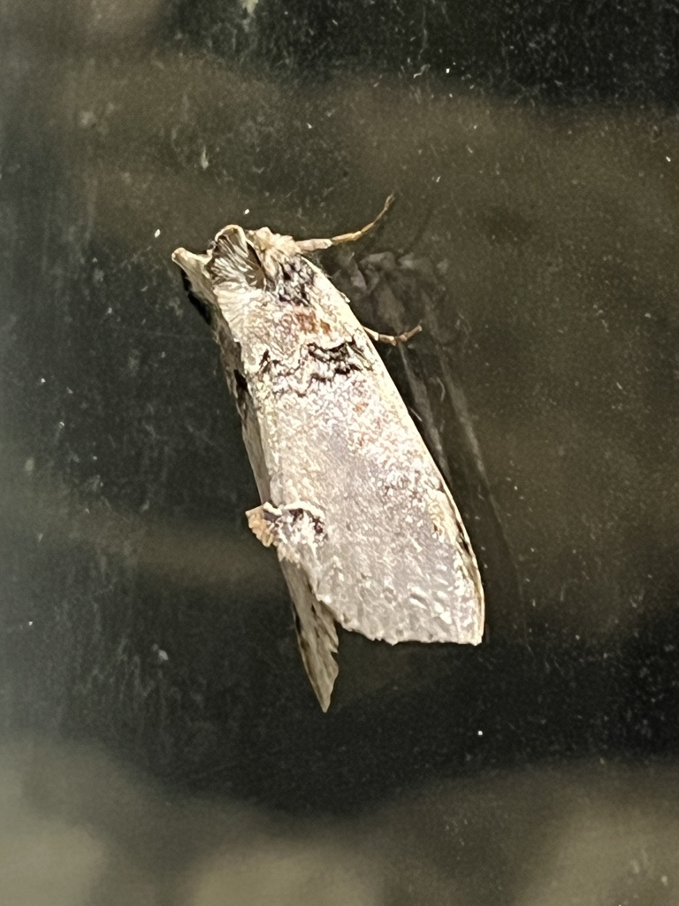 Tufted Thyatirine Moth from Cape Breton Island, Cape Breton, NS, CA on ...