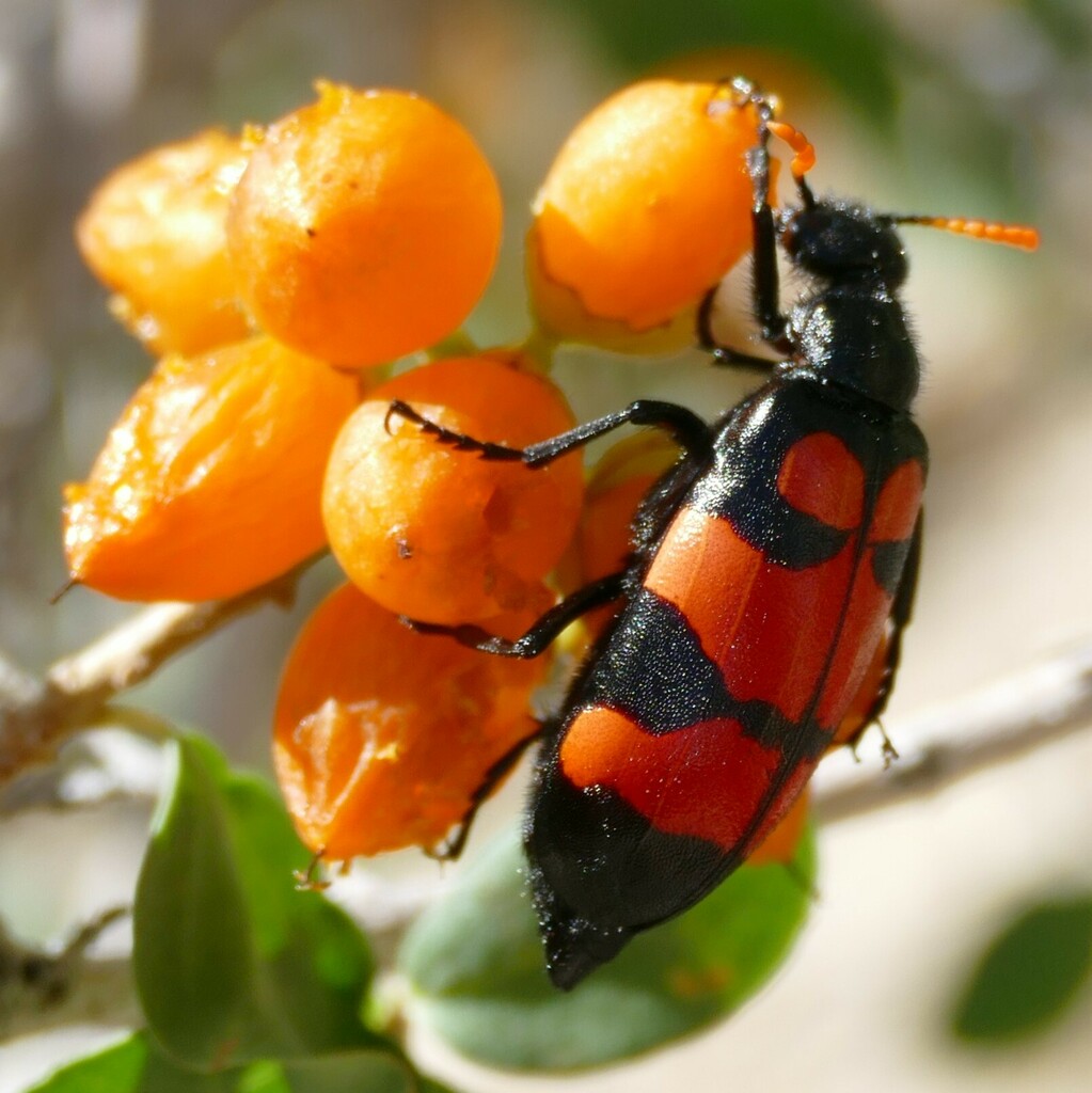 Hycleus scalaris from Namib Naukluft Park, Region Erongo, Namibia on ...