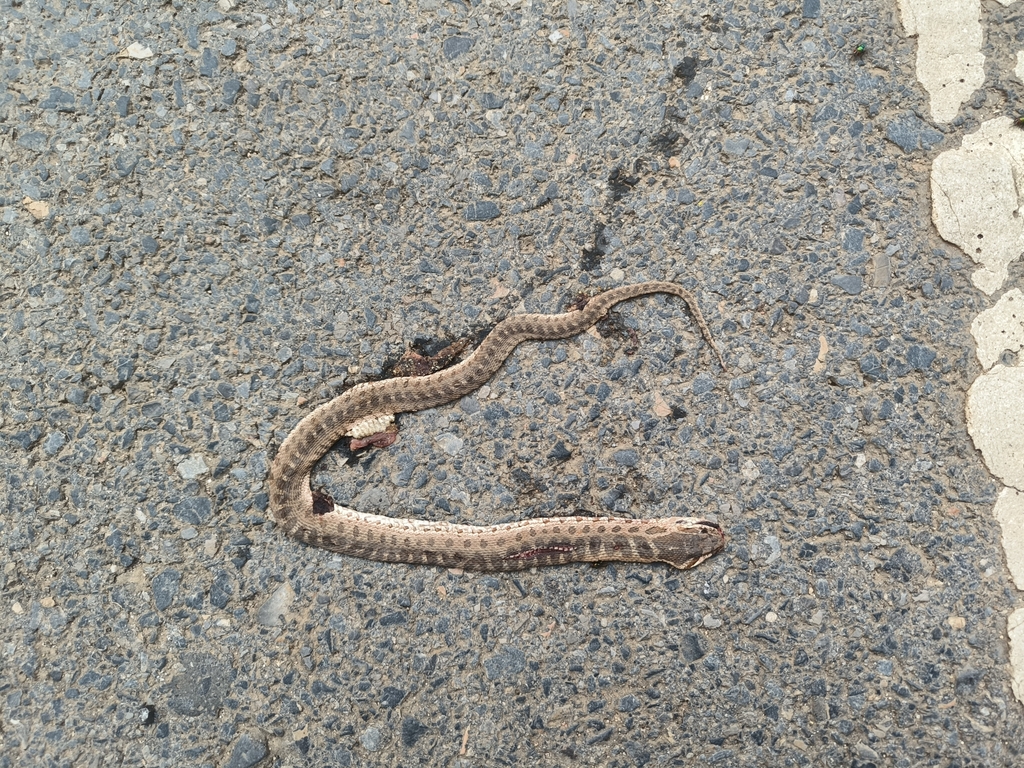 Père David's Ratsnake from Shandong, CN on August 1, 2024 at 06:06 PM ...