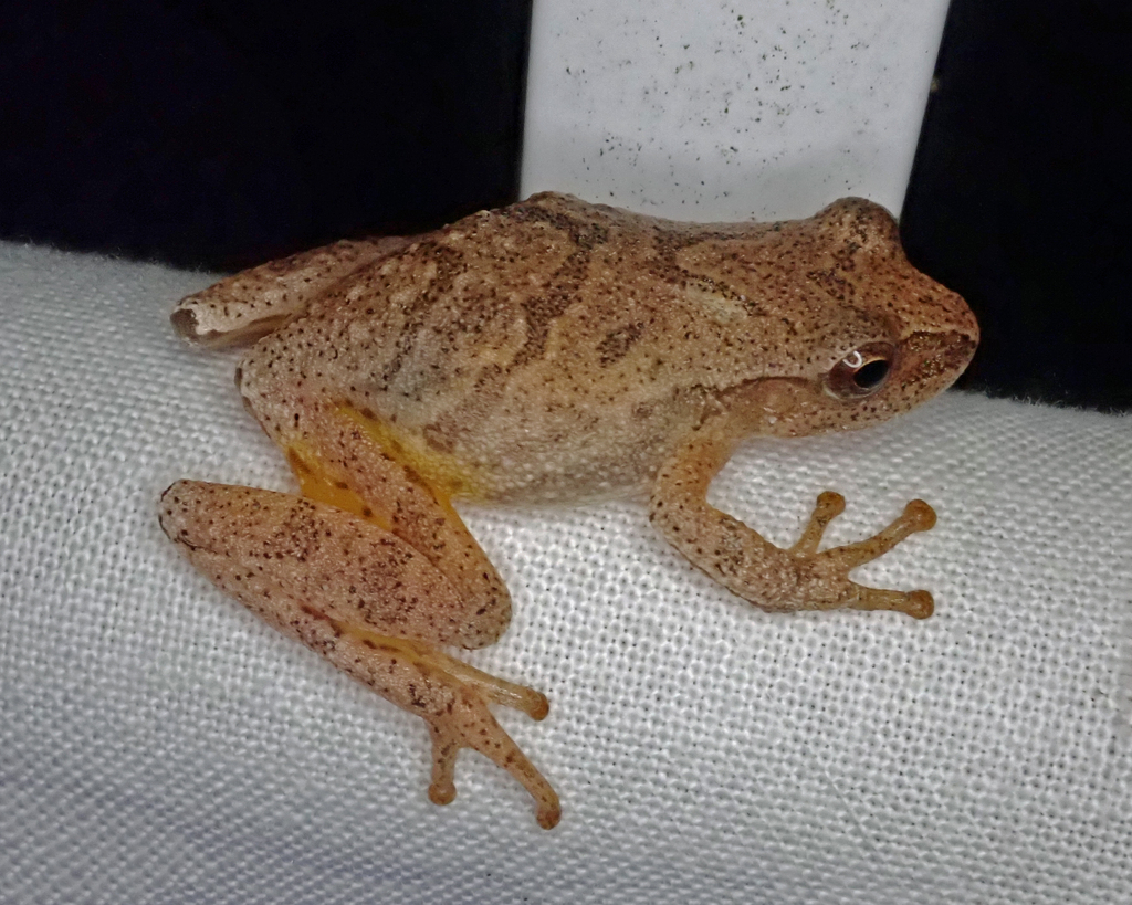 Spring Peeper from Salem, NH 03079, USA on August 02, 2024 at 03:31 AM ...