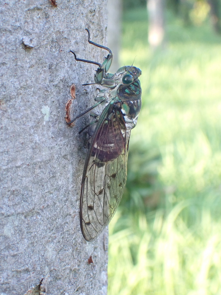 Robust Cicada from Ikenoyato Park, Yokosuka, Kanagawa, JP on August 2 ...