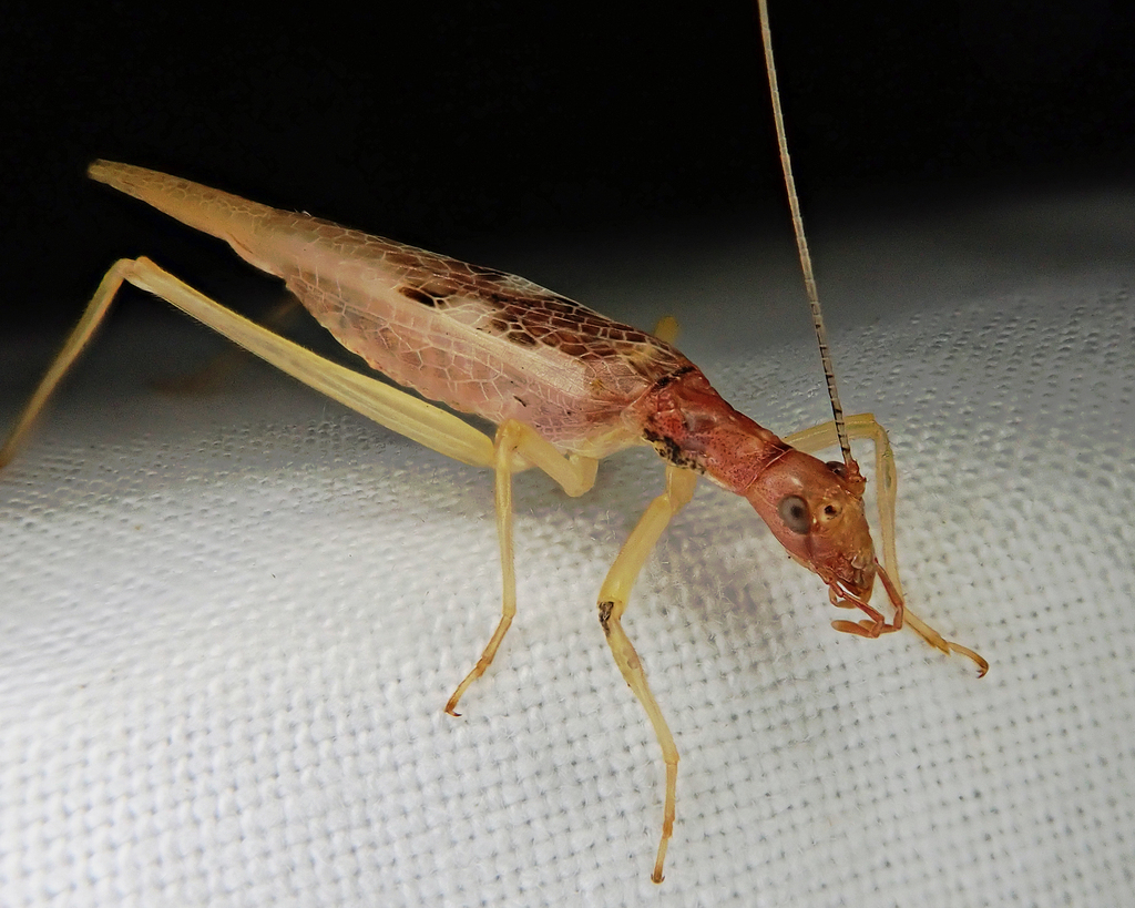 Two-spotted Tree Cricket from Salem, NH 03079, USA on August 2, 2024 at ...