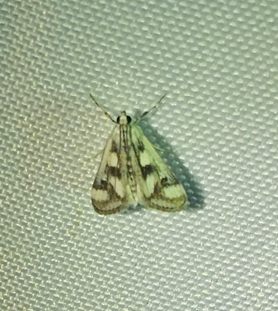 Polymorphic Pondweed Moth from Colley Township, PA, USA on August 1 ...