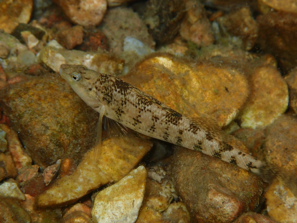 Plateau Darter in August 2024 by Caleb Wardlaw · iNaturalist