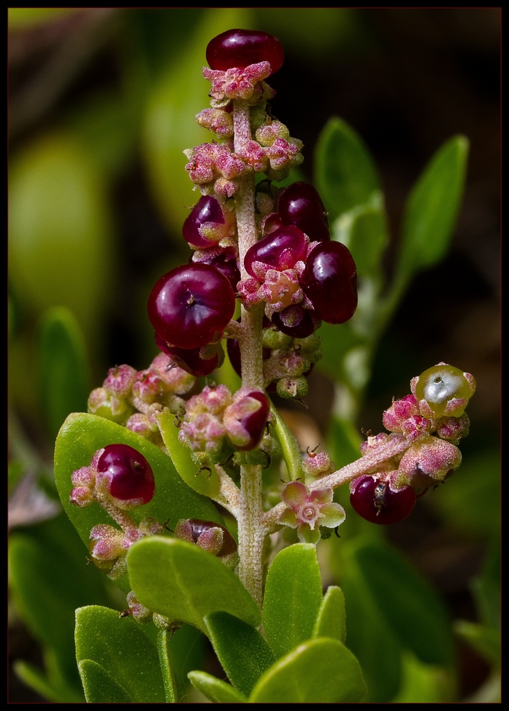Seaberry Saltbush (Flora and Fauna of Tasmania) · iNaturalist