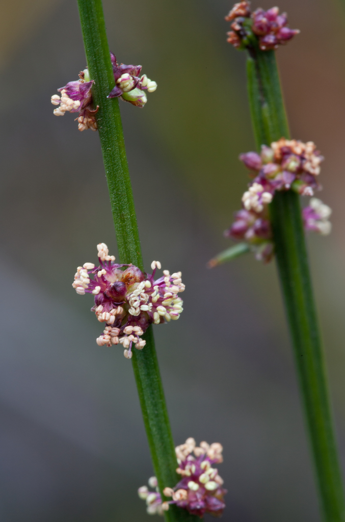 Broom Spurge (Native Flora of the Victorian Volcanic Plains Part 1 ...