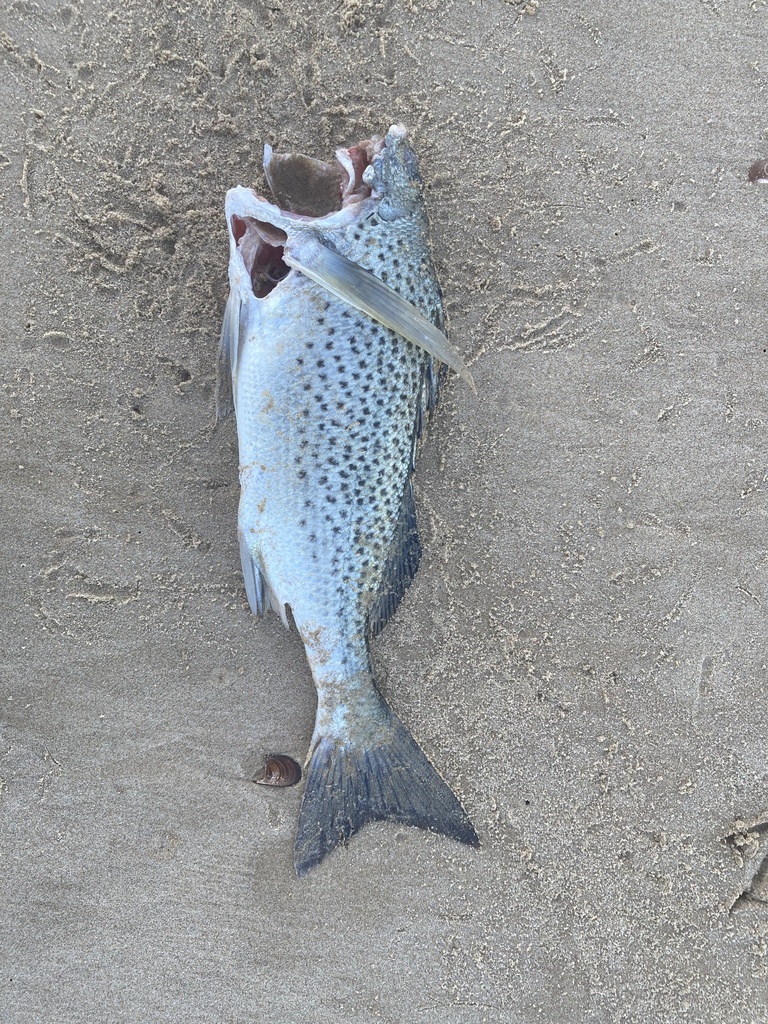 Small-spotted Grunter from Indian Ocean, WC, ZA on July 27, 2024 at 08: ...