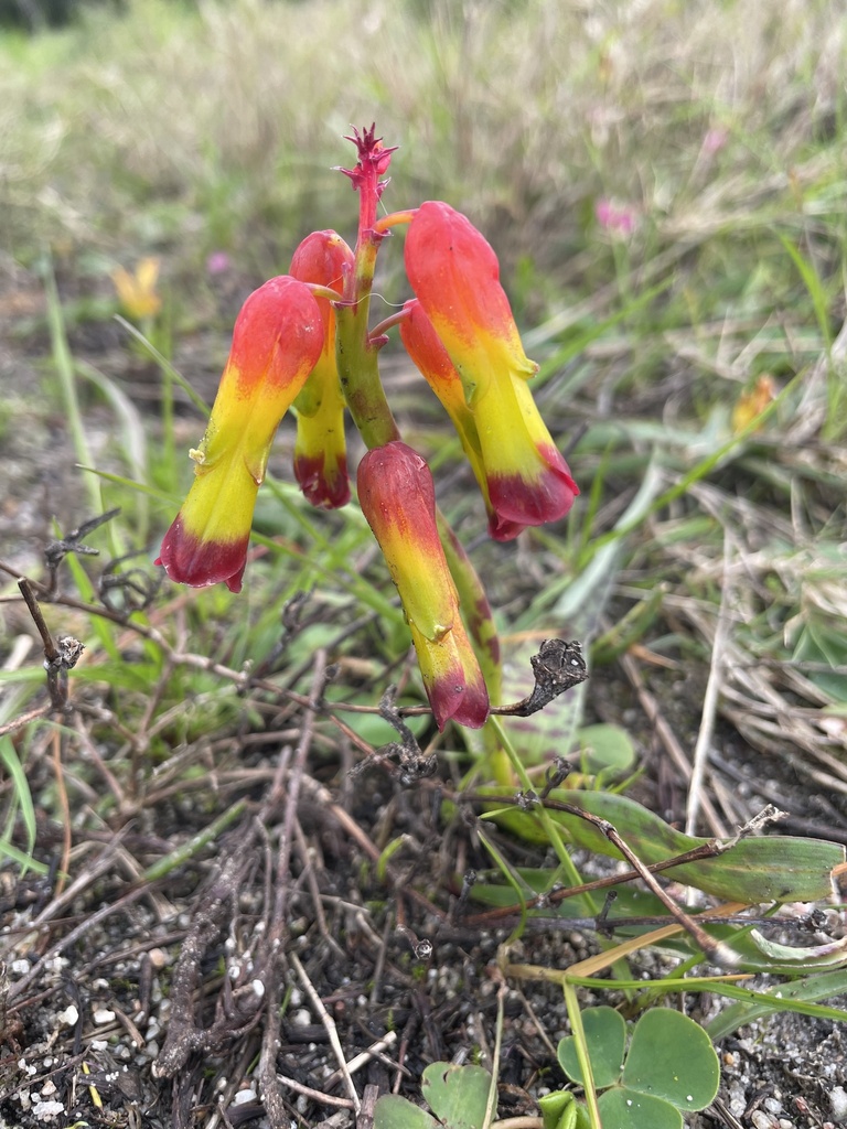 Fourtone Viooltjie from Rondebosch, Cape Town, WC, ZA on August 2, 2024 ...