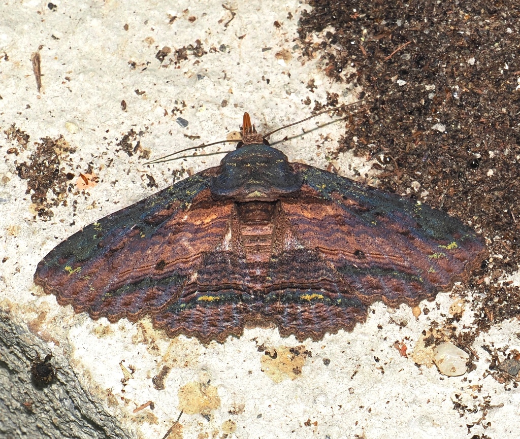 Zale Moths from Montezuma Rainforest Lodge, Pueblo Rico, Risaralda ...