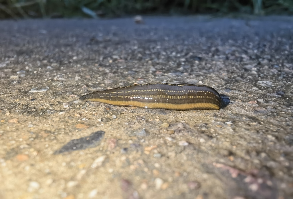 Whitmania pigra from 中国北京市大兴区 on August 2, 2024 at 08:19 PM by yifan ...