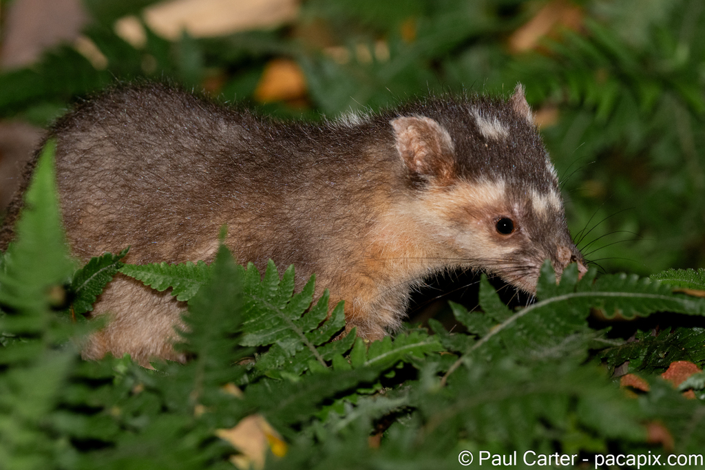 Small-toothed Ferret Badger from Lộc Trì, Phú Lộc, Thừa Thiên Huế ...