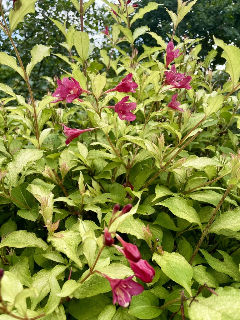 Old Fashioned Weigela in August 2024 by Sara DePew · iNaturalist