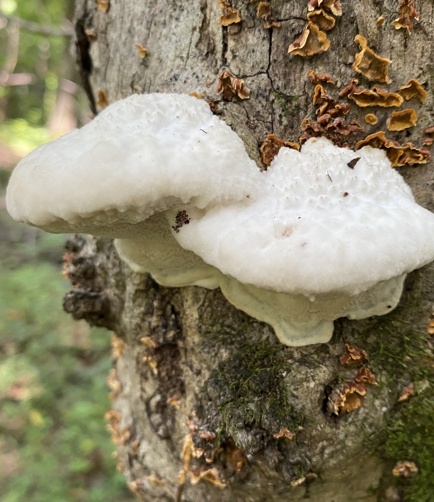 shelf fungi from Tribble Mill Park, Lawrenceville, GA, US on August 1 ...