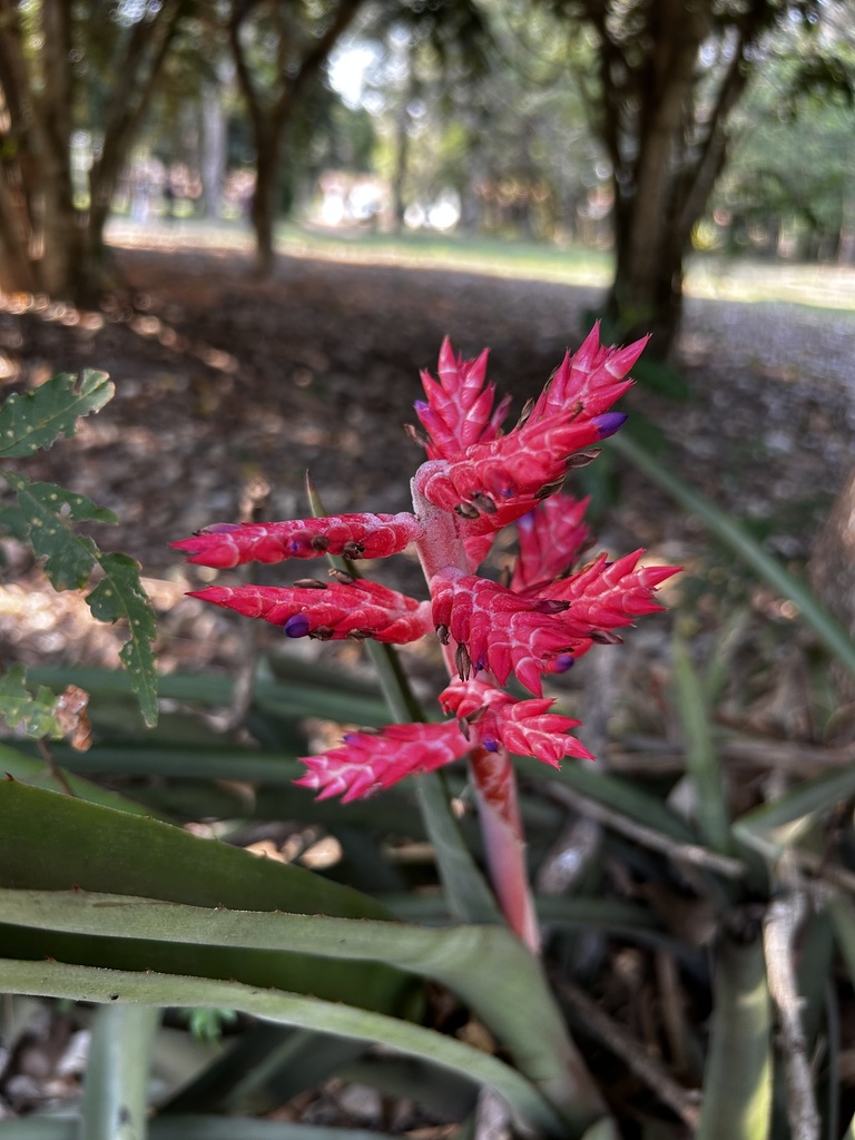 Brazilian vaseplant from Parque Estadual Morro do Diabo, Teodoro ...