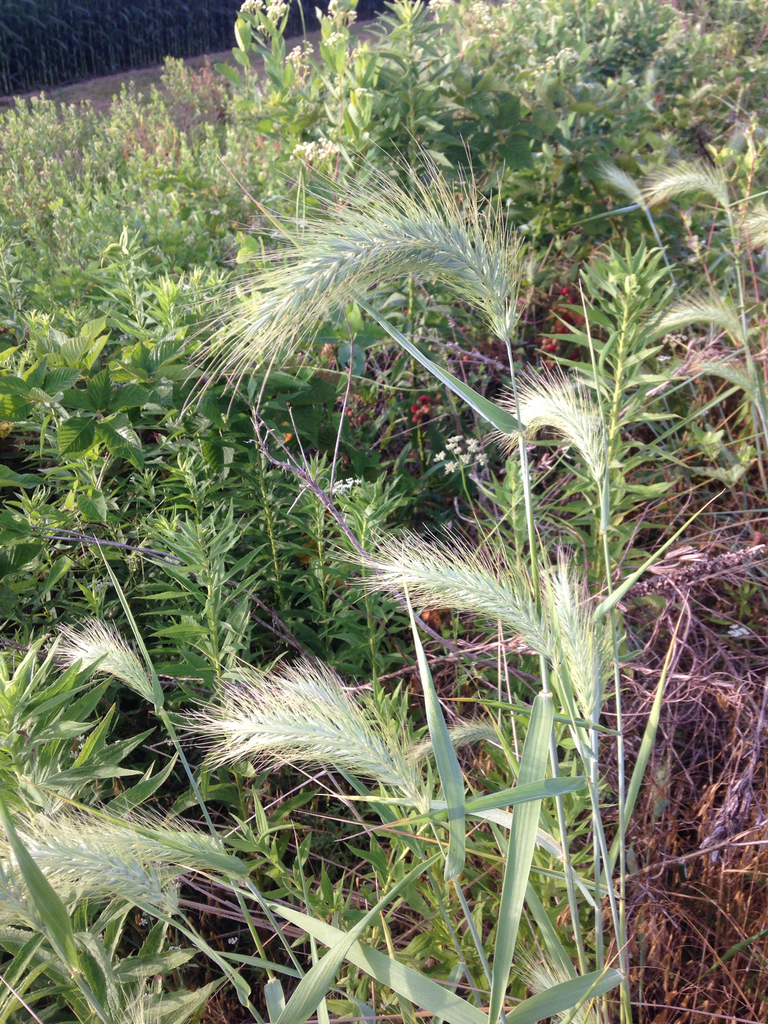 Canada Wild Rye (Plants of Lathrop State Park) · iNaturalist