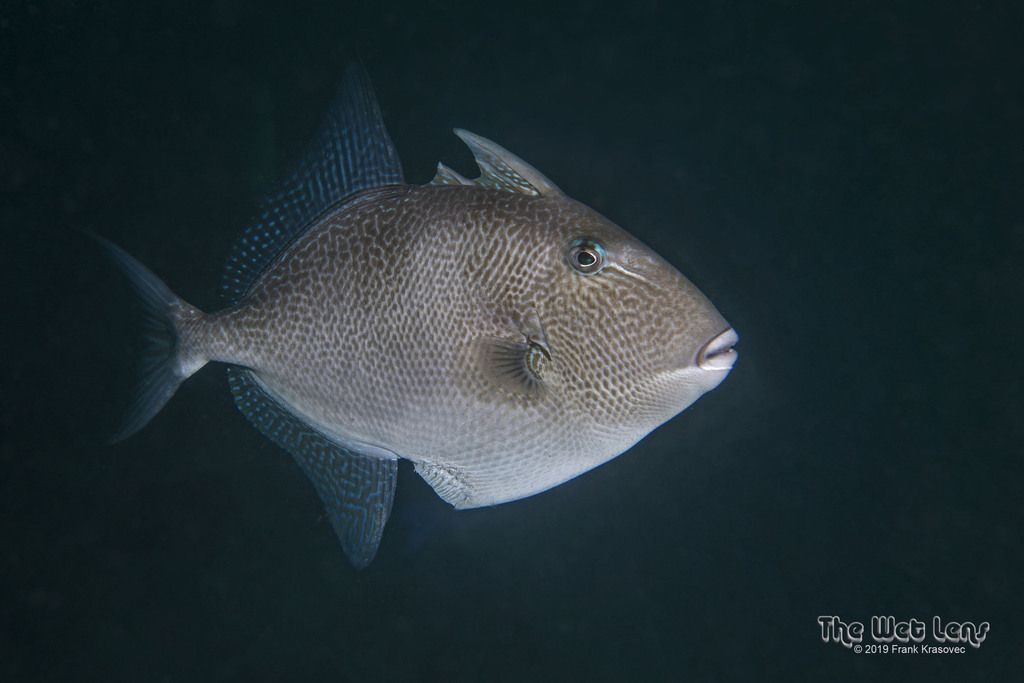Grey Triggerfish from Offshore North Carolina on September 28, 2019 at ...