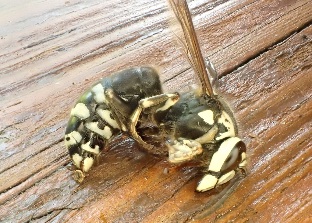 Bald-faced Hornet from Chesterfield County, VA, USA on August 2, 2024 ...