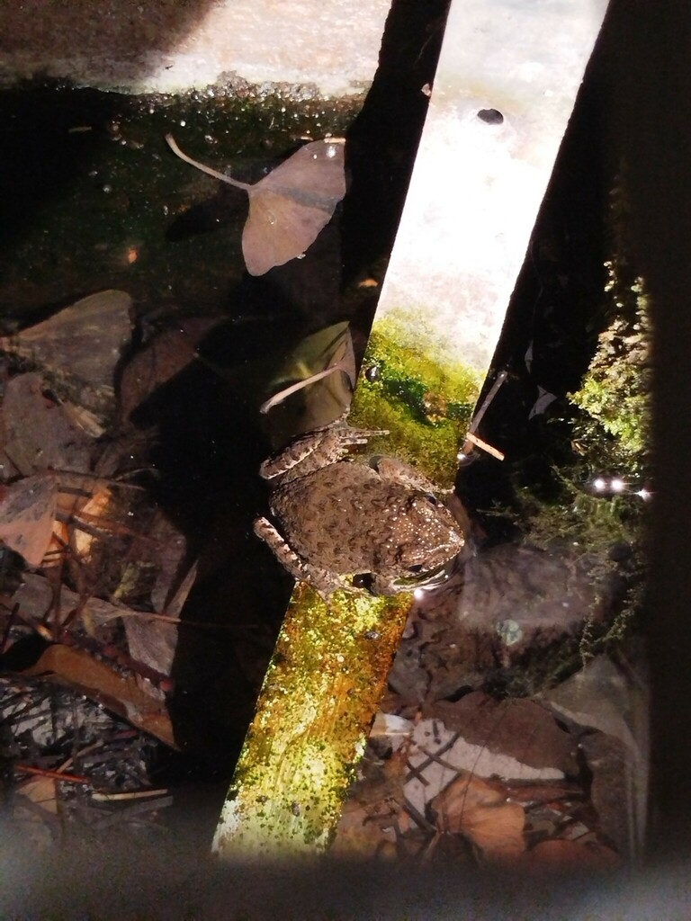 Wrinkled Frog from Chuo Ward, Kumamoto, Japan on August 2, 2024 at 09: ...